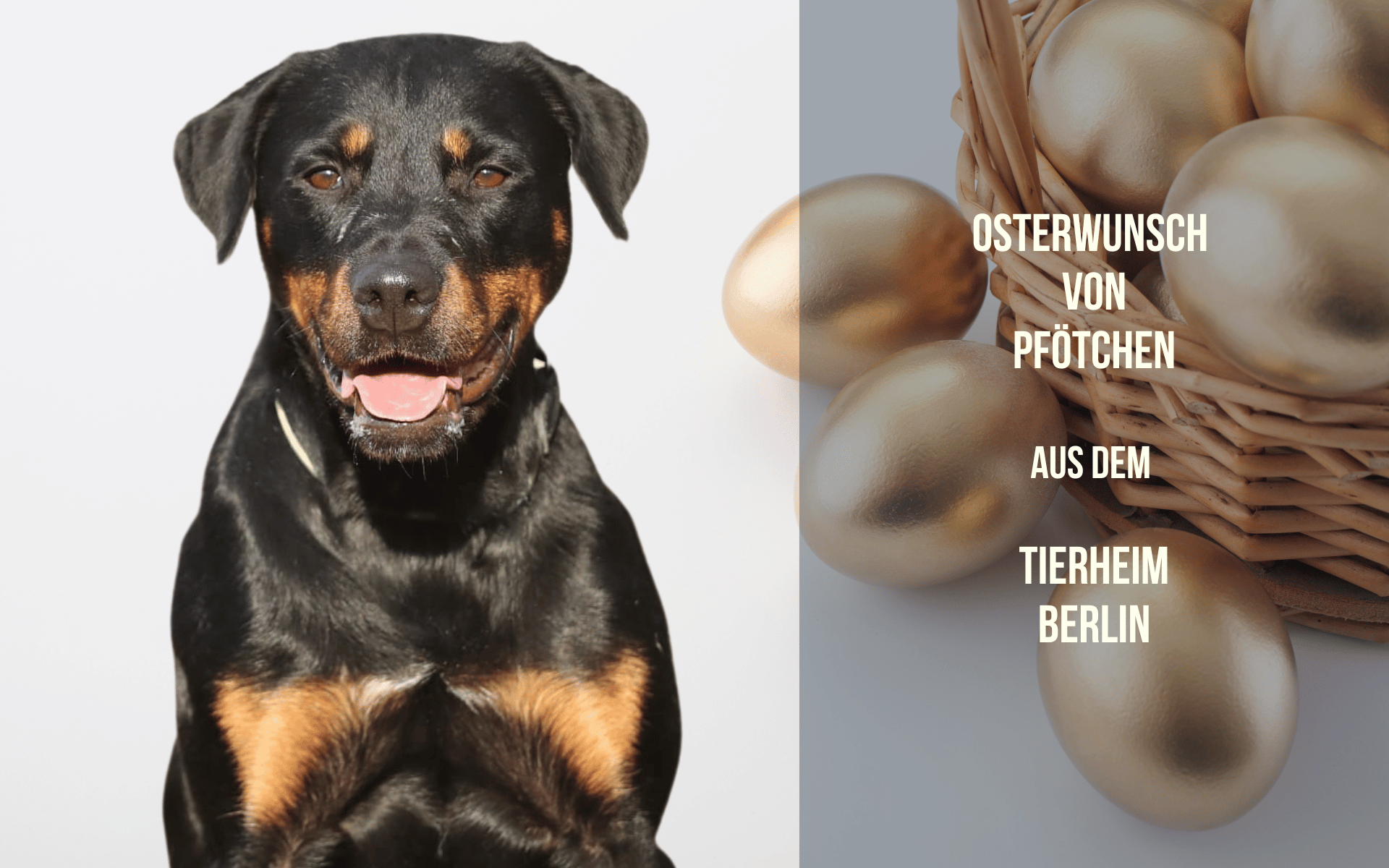Pfötchen wünscht sich einen Gutschein von der Maulkorb Factory - rottweiler-freunde.de